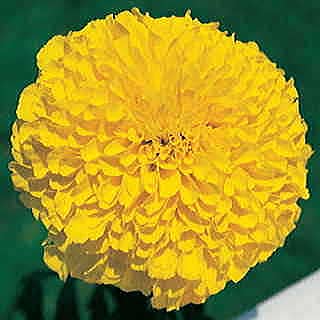 African Marigold- Inca II: Yellow - J.P. Bartlett's Wholesale Greenhouse