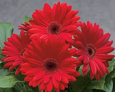 Patio Pots -Spring - J.P. Bartlett's Wholesale Greenhouse