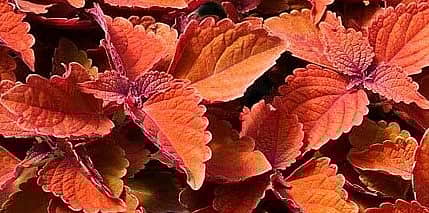 Coleus- Main Street: Wall Street - J.P. Bartlett's Wholesale Greenhouse