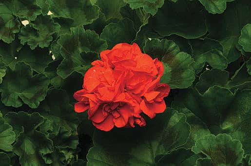 Zonal Geraniums - Spring - J.P. Bartlett's Wholesale Greenhouse