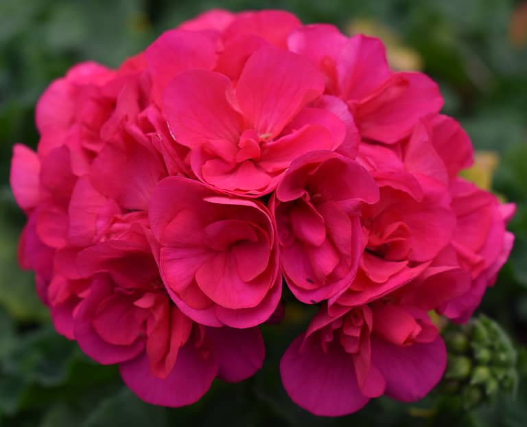 Zonal Geraniums - Spring - J.P. Bartlett's Wholesale Greenhouse