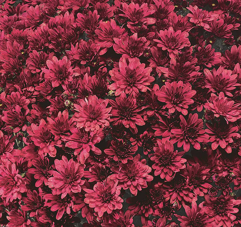 Vegetative - Fall - J.P. Bartlett's Wholesale Greenhouse