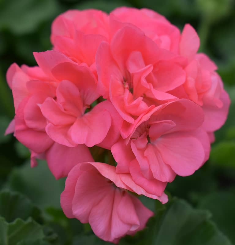 Zonal Geraniums - Spring - J.P. Bartlett's Wholesale Greenhouse