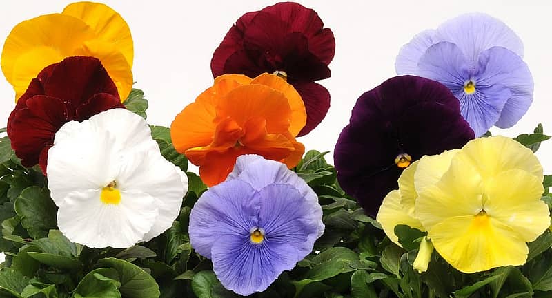Pansy- Spring Matrix Clear Mix - J.P. Bartlett's Wholesale Greenhouse