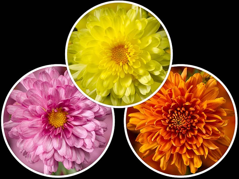 Product Archive - J.P. Bartlett's Wholesale Greenhouse