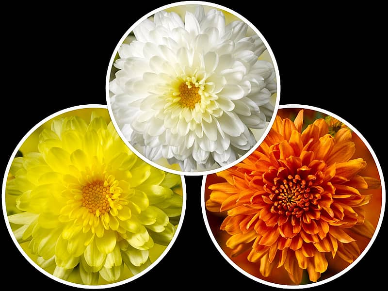 Product Archive - J.P. Bartlett's Wholesale Greenhouse