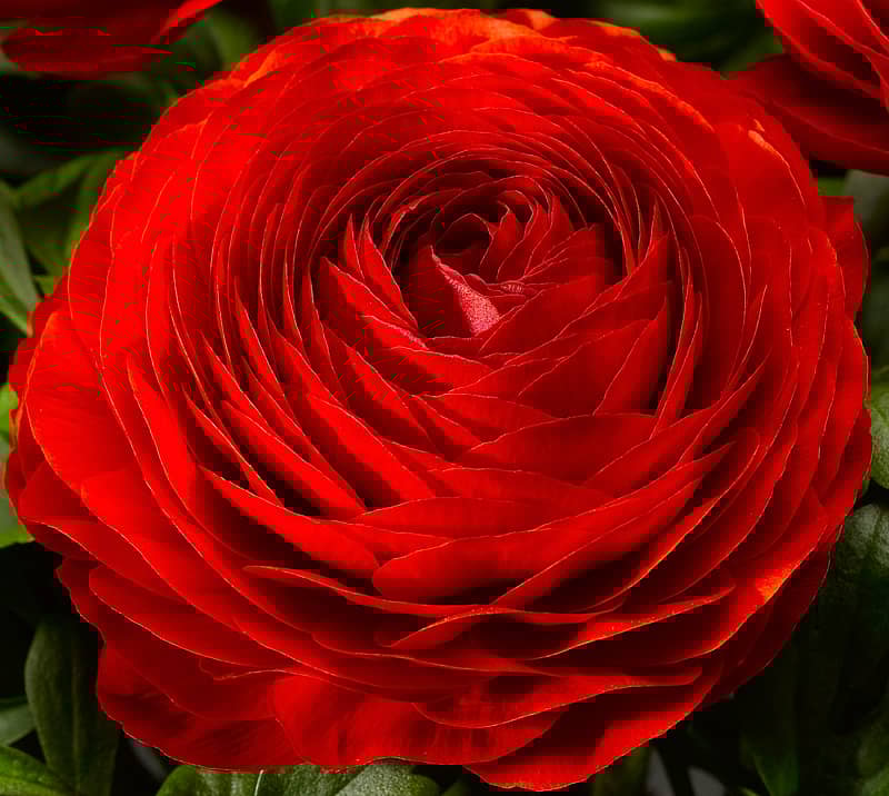 Ranunculus- Magic: Red - J.P. Bartlett's Wholesale Greenhouse