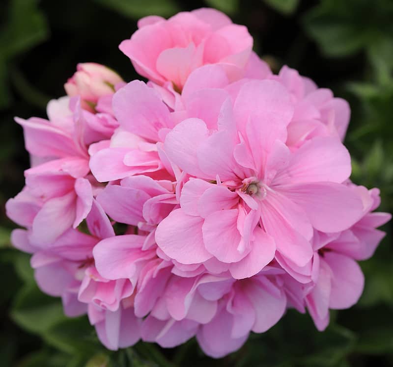 Precision Pink - J.P. Bartlett's Wholesale Greenhouse
