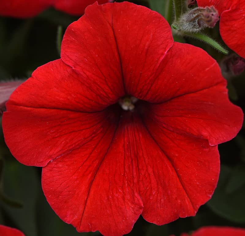 HANGER Petunia- Easy Wave: Red - J.P. Bartlett's Wholesale Greenhouse
