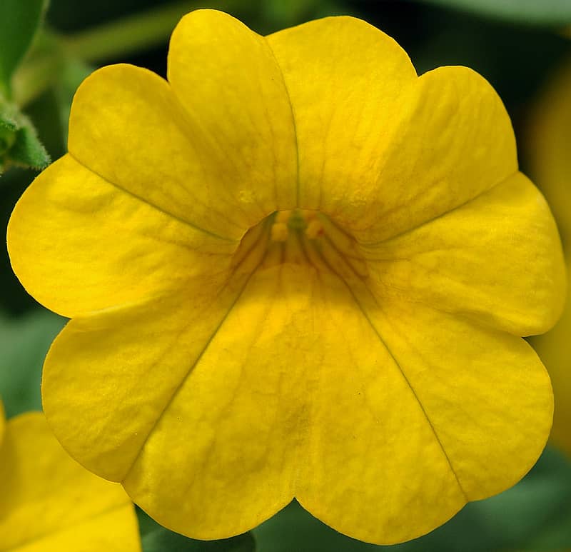 Calibrachoa- Cabaret: Deep Yellow - J.P. Bartlett's Wholesale Greenhouse