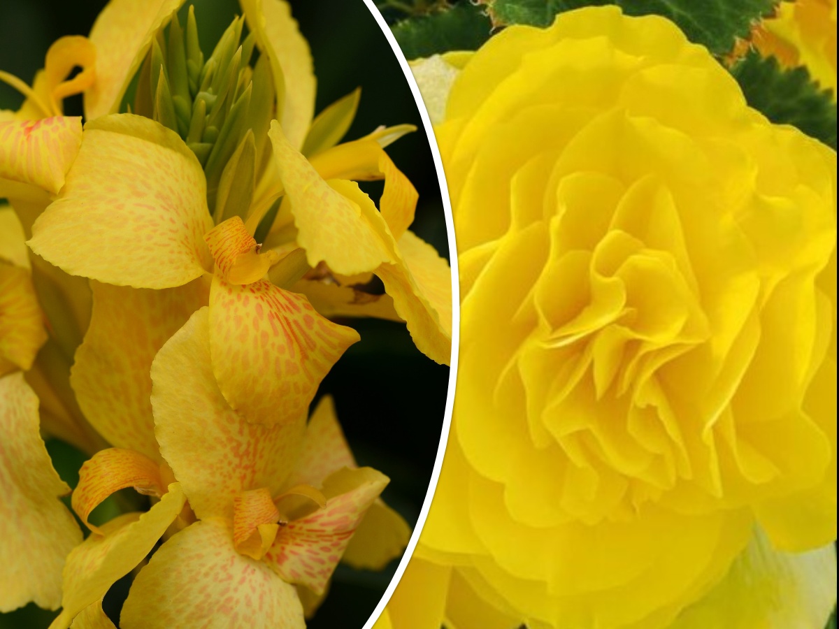 Terra Cotta: Canna & Begonia Combo- Yellow - J.P. Bartlett's Wholesale ...