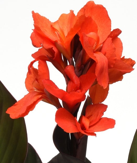 Round Blue: Canna- Bronze Orange - J.P. Bartlett's Wholesale Greenhouse