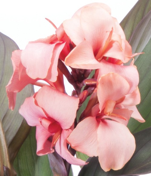 Round Blue: Canna- Bronze Peach - J.P. Bartlett's Wholesale Greenhouse