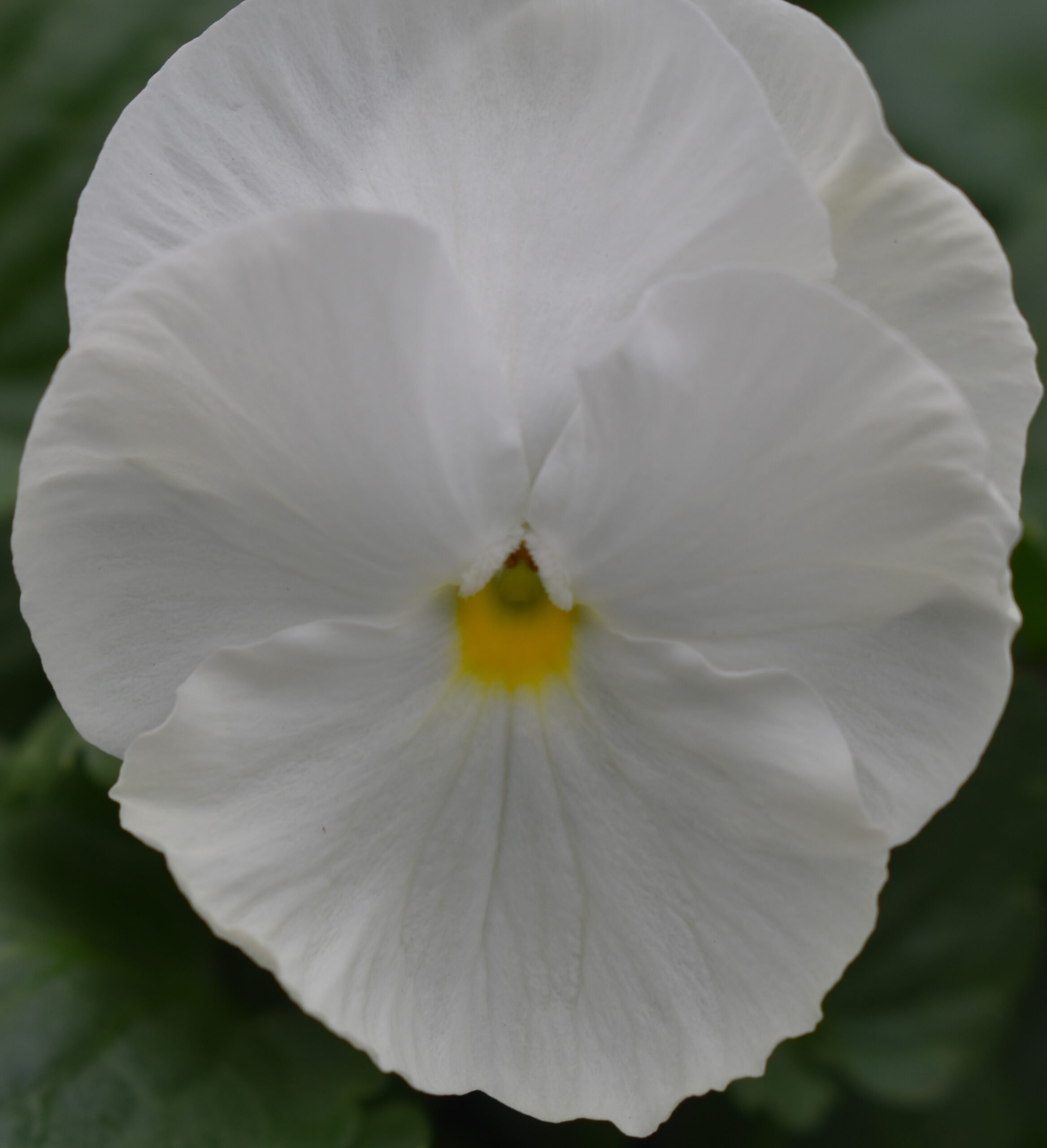 Pansy- Delta Pure White - J.P. Bartlett's Wholesale Greenhouse
