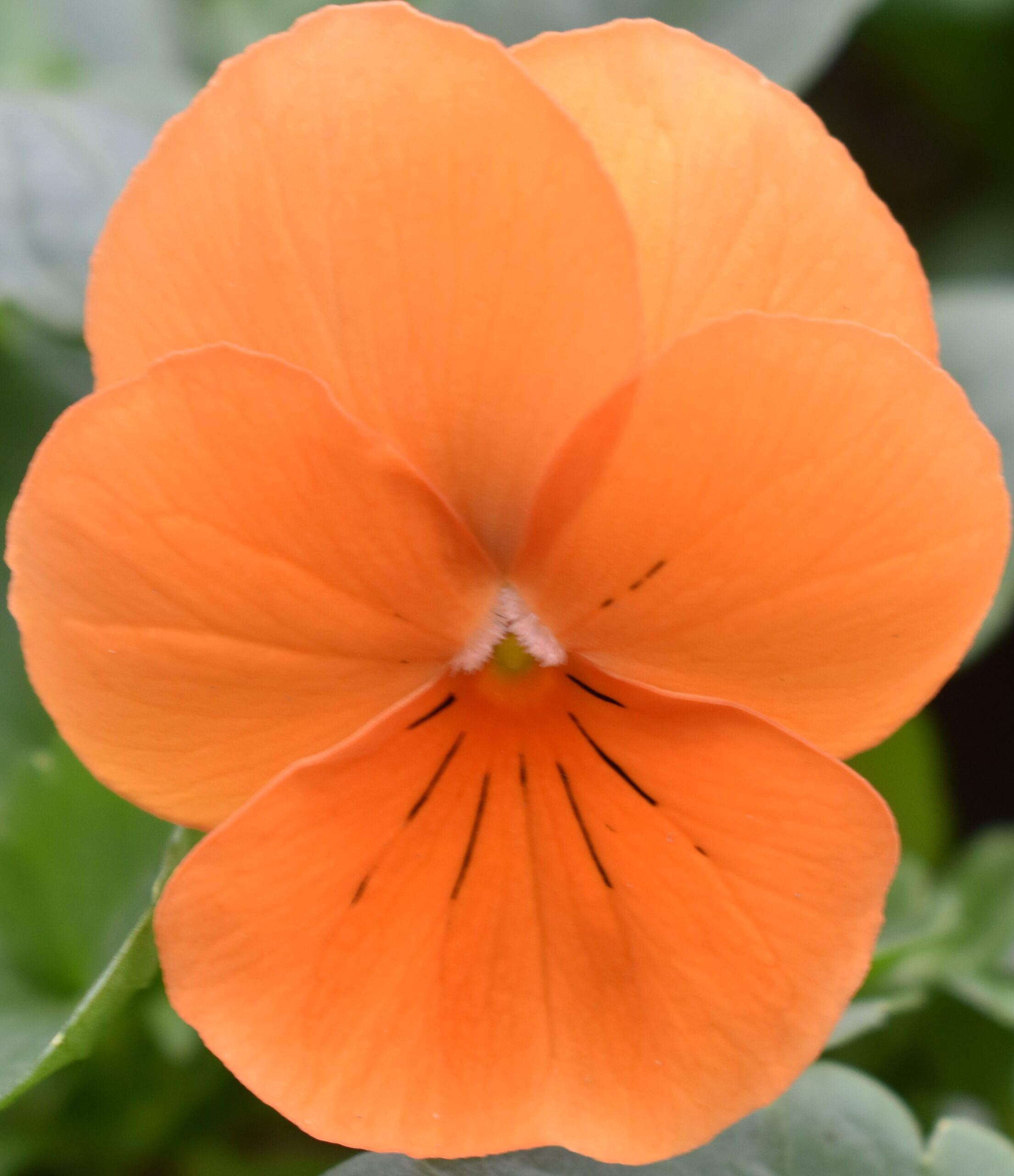 Pansy- Delta: Pure Orange - J.P. Bartlett's Wholesale Greenhouse