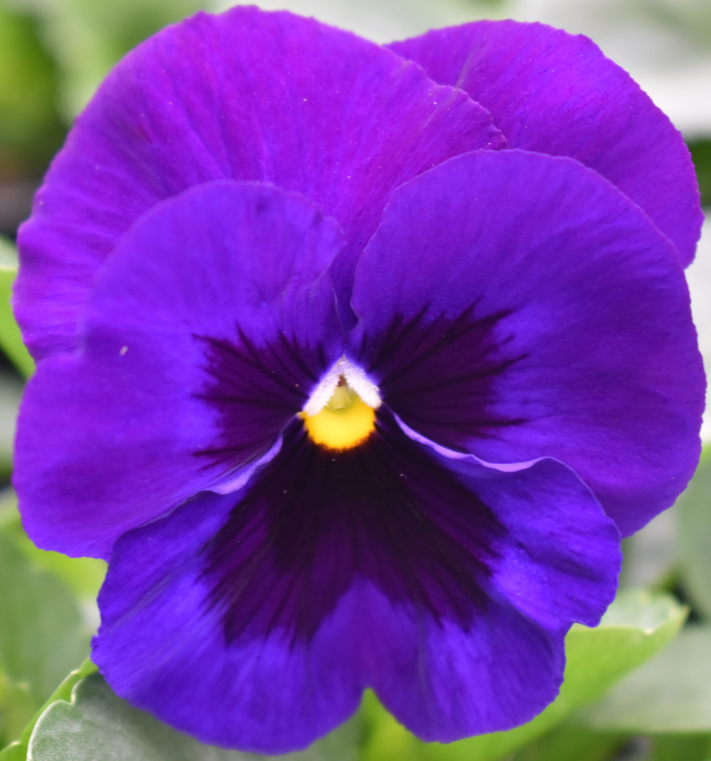 Pansy- Delta: Blue Blotch - J.P. Bartlett's Wholesale Greenhouse