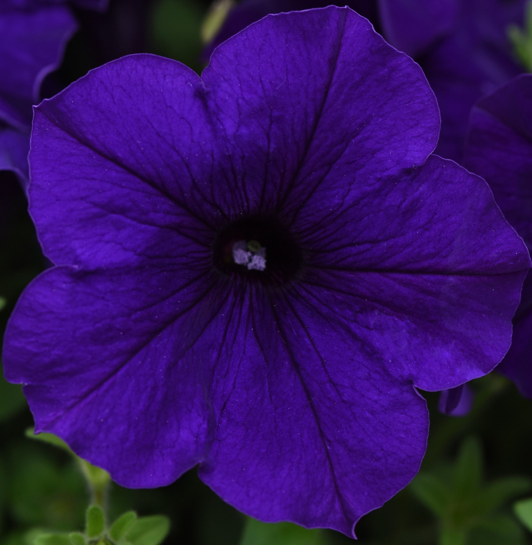 Petunia- Easy Wave: Blue - J.P. Bartlett's Wholesale Greenhouse