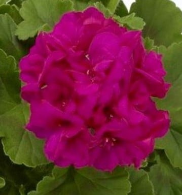 Calliope- Violet - J.P. Bartlett's Wholesale Greenhouse