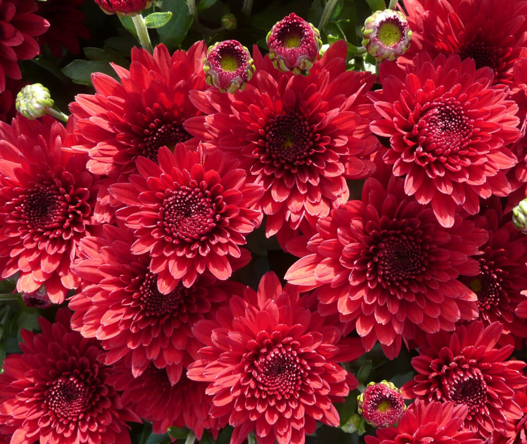 Garden Mum- Eternal Red - J.P. Bartlett's Wholesale Greenhouse