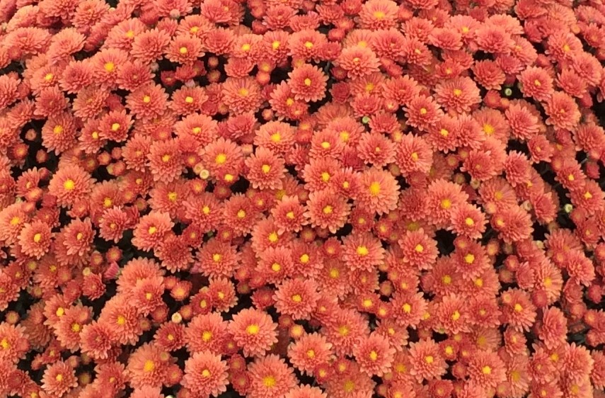 Garden Mum- Jasoda: Orange - J.P. Bartlett's Wholesale Greenhouse