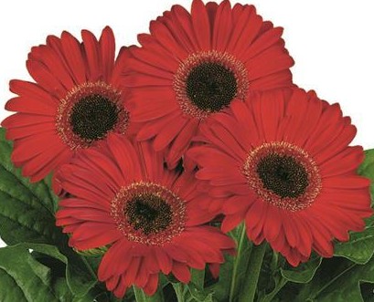 Gerbera- FloriLine Midi Red w/Dark Eye - J.P. Bartlett's Wholesale ...