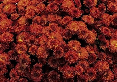 Garden Mum- Gigi: Orange - J.P. Bartlett's Wholesale Greenhouse