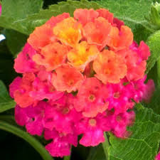 Lantana- Havana: Sunset - J.P. Bartlett's Wholesale Greenhouse