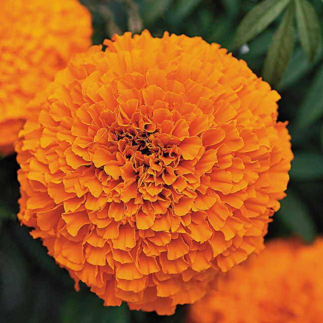 African Marigold- Inca II Orange - J.P. Bartlett's Wholesale Greenhouse