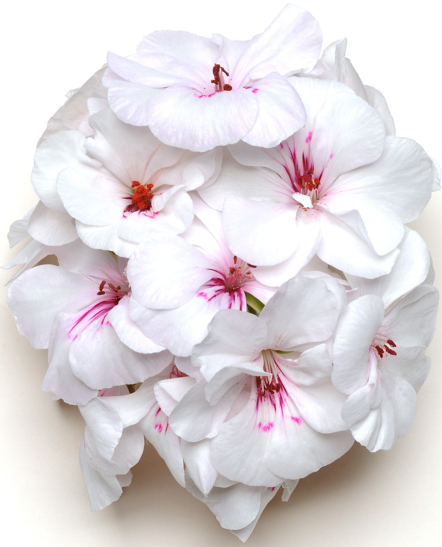 Precision White Red Eye - J.P. Bartlett's Wholesale Greenhouse