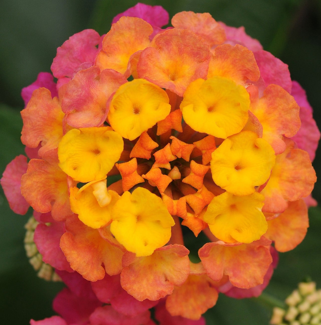 Lantana- Lucky: Sunrise Rose - J.P. Bartlett's Wholesale Greenhouse