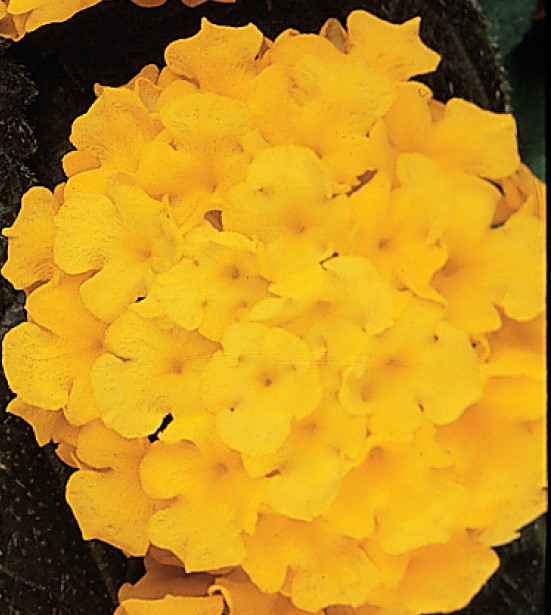 HANGER Lantana- Lucky: Yellow - J.P. Bartlett's Wholesale Greenhouse