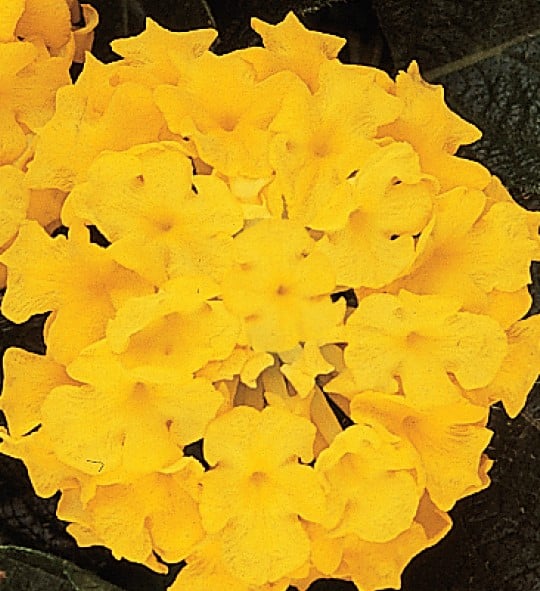 Lantana- Lucky: Yellow - J.P. Bartlett's Wholesale Greenhouse