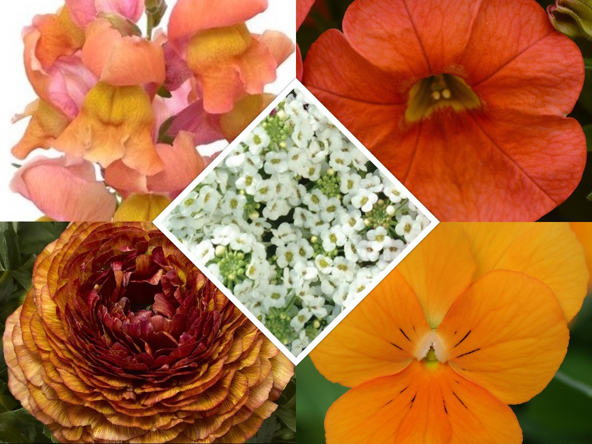 Hex- Ranunculus: Mache Chocolate Mix - J.P. Bartlett's Wholesale Greenhouse