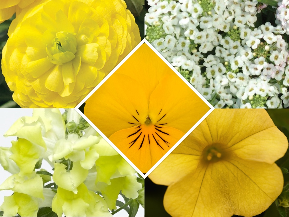 Hex- Ranunculus: Mache Yellow Mix - J.P. Bartlett's Wholesale Greenhouse