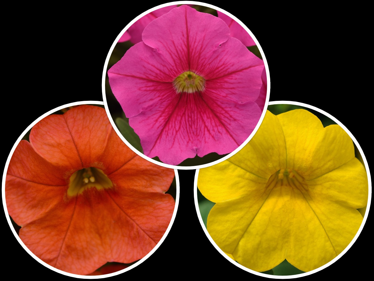 Annual Combo: Mambo - J.P. Bartlett's Wholesale Greenhouse