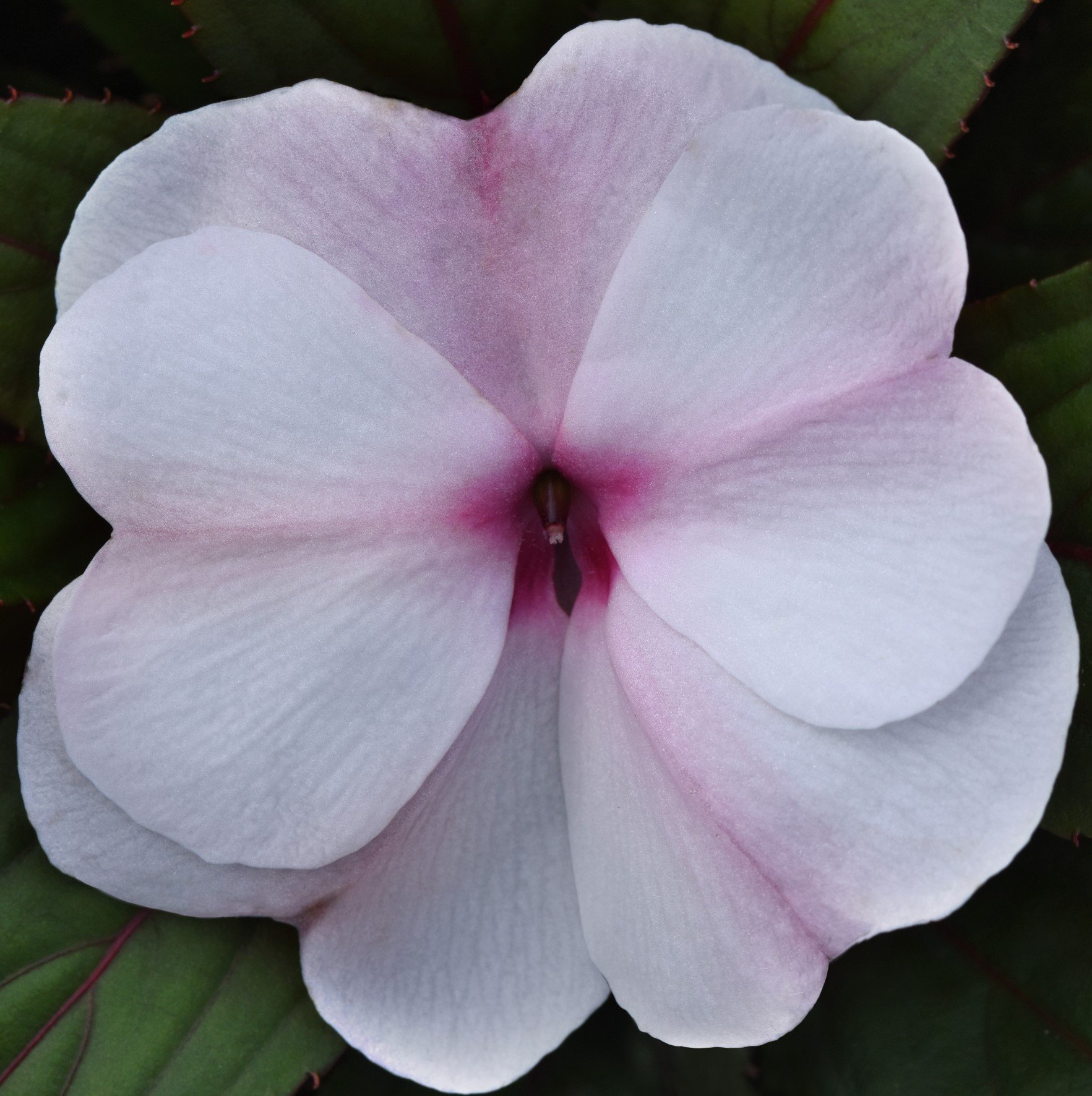 New Guinea Impatiens- Color Power: Light Pink & Eye - J.P. Bartlett's ...
