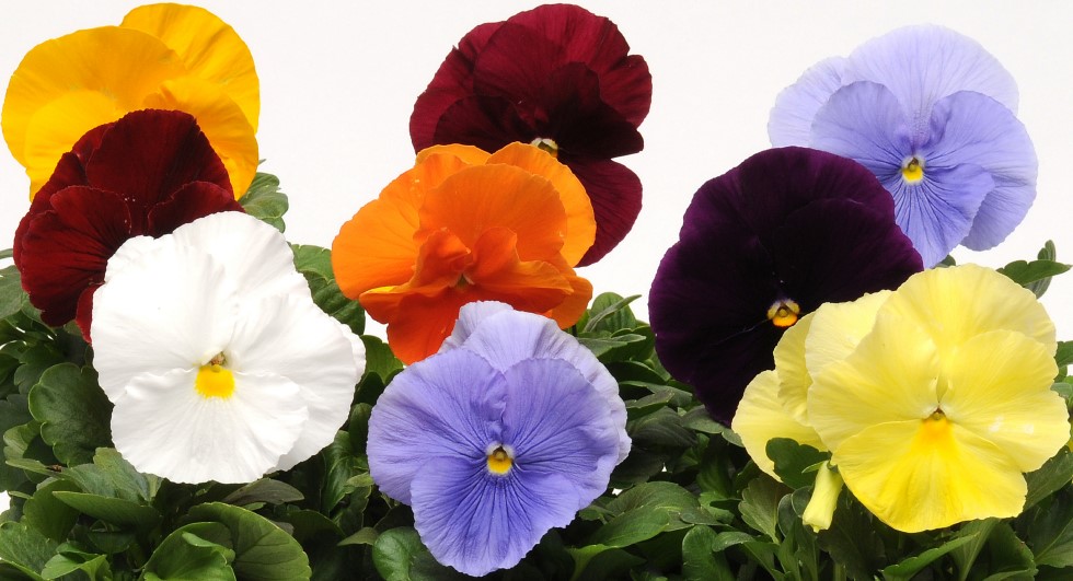 Pansy- Matrix: Spring Clear Mix - J.P. Bartlett's Wholesale Greenhouse