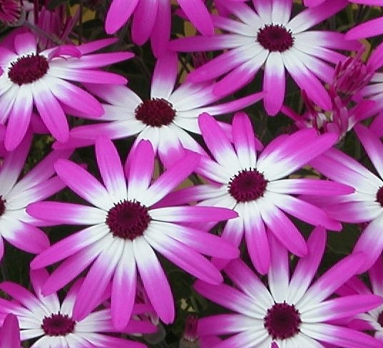 Blue Patio- Pericallis Senetti: Magenta BiColor - J.P. Bartlett's ...