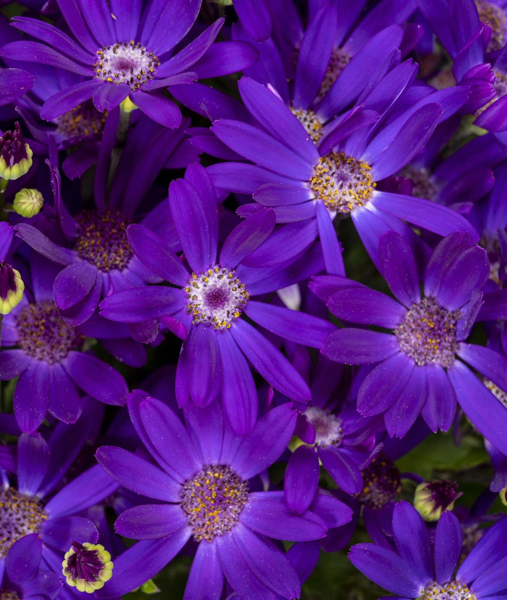 Blue Patio- Pericallis Senetti: Violet - J.P. Bartlett's Wholesale ...