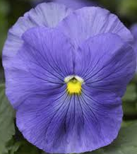 Pansy- Delta Blue True - J.P. Bartlett's Wholesale Greenhouse