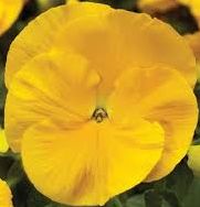 Pansy- Delta: Pure Yellow - J.P. Bartlett's Wholesale Greenhouse