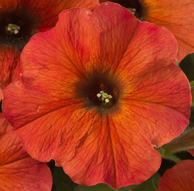 Mid Season Round Pot- Petchoa SuperCal: Cinnamon - J.P. Bartlett's ...