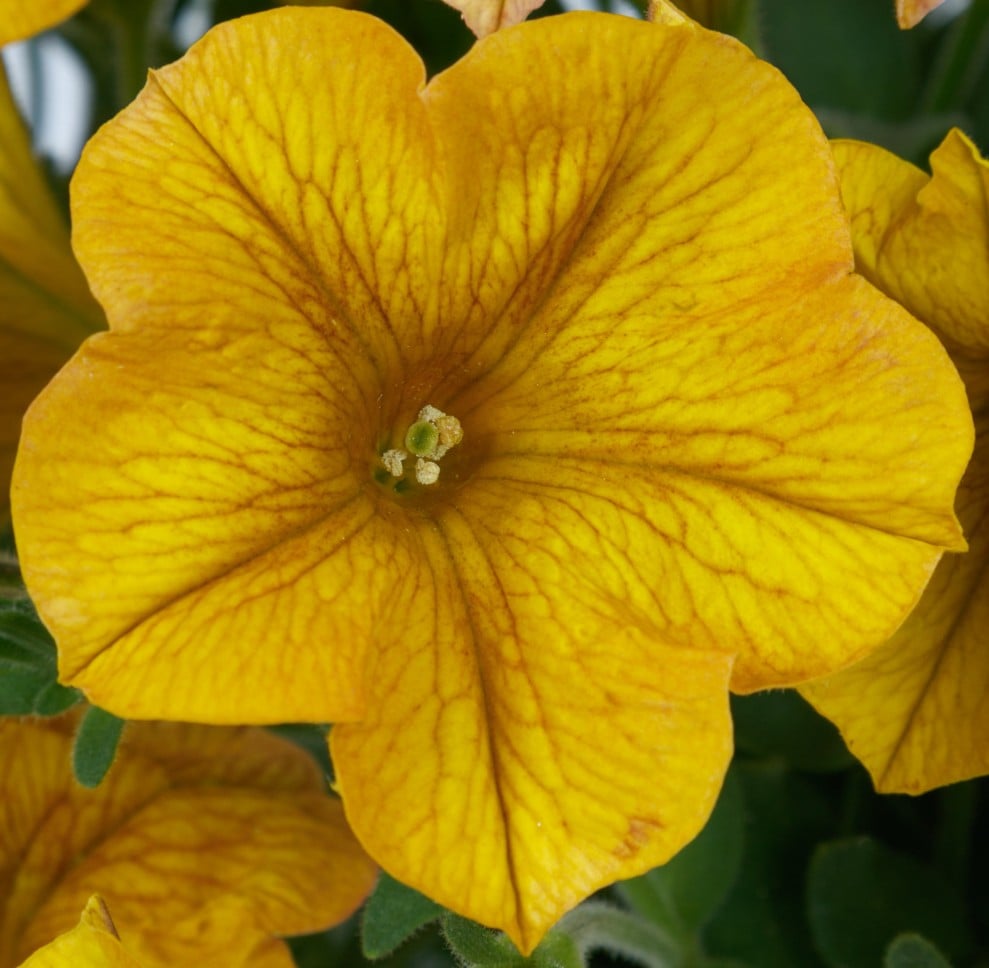 Mid Season Round Pot- Petchoa SuperCal: Yellow Sun - J.P. Bartlett's ...