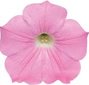 HANGER Petunia- Easy Wave: Pink - J.P. Bartlett's Wholesale Greenhouse