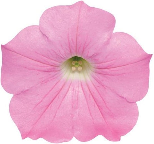 Petunia- Easy Wave: Pink - J.P. Bartlett's Wholesale Greenhouse