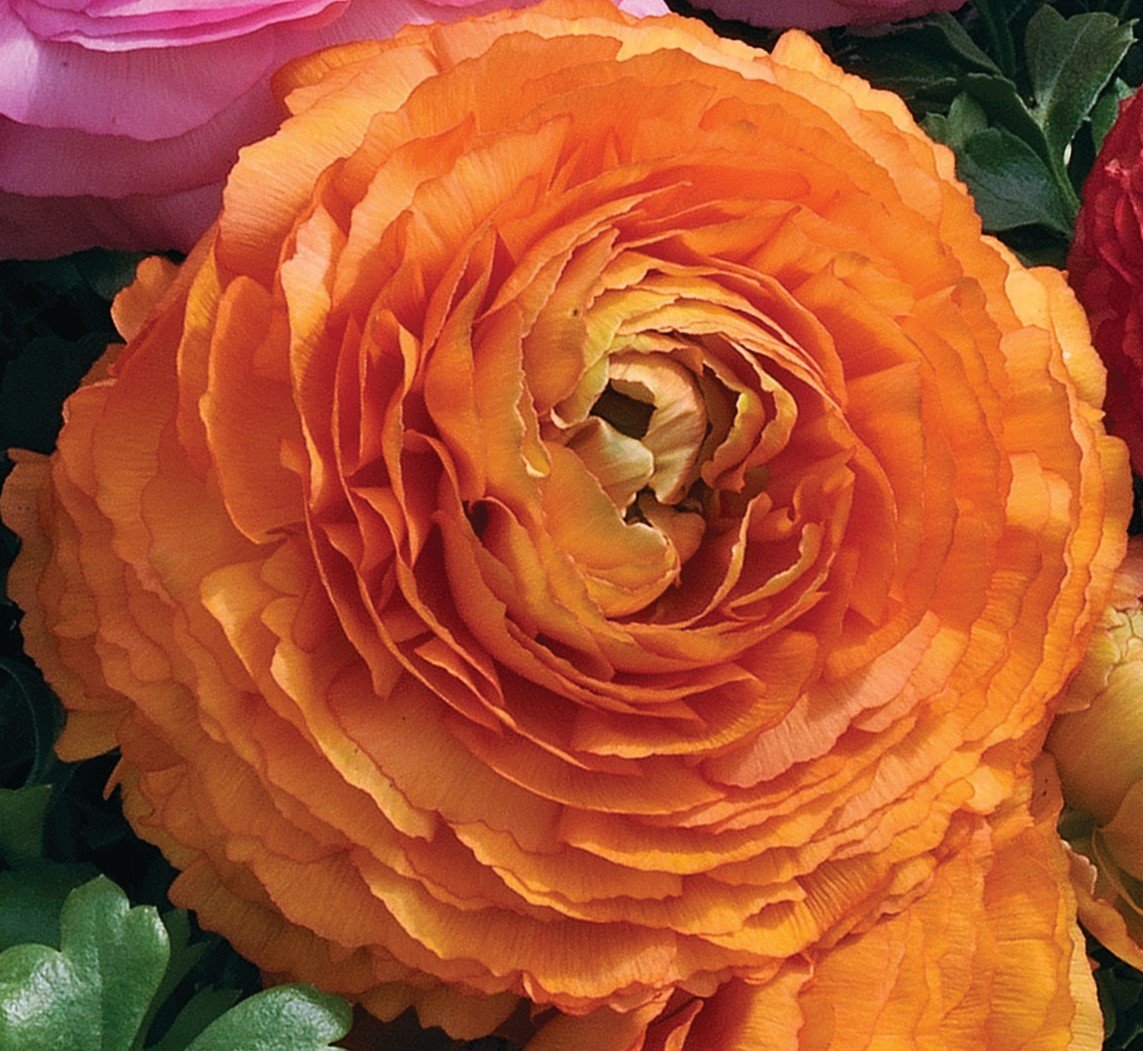 Ranunculus- Magic: Orange - J.P. Bartlett's Wholesale Greenhouse