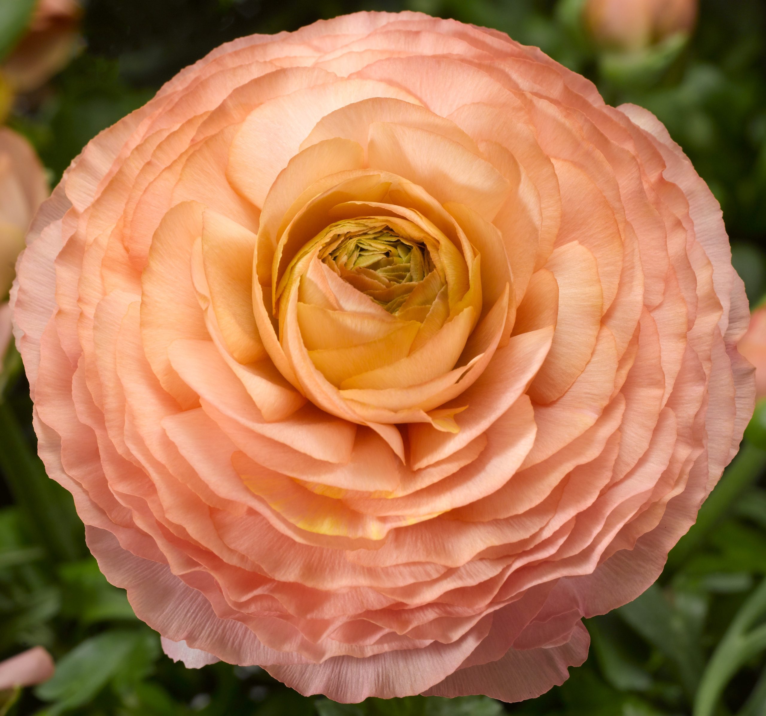 Ranunculus-Magic: Pink and Peach - J.P. Bartlett's Wholesale Greenhouse