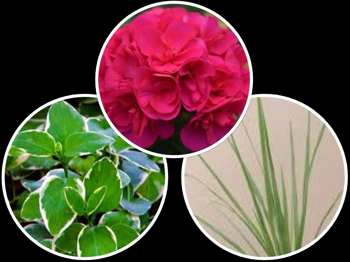 Mocha Round w/Dracaena, Vinca, Geranium: Robin's Rose - J.P. Bartlett's ...