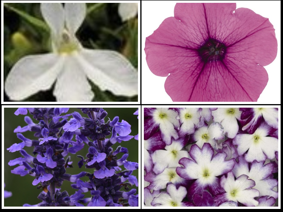 Mid Season Square Pot- Royal - J.P. Bartlett's Wholesale Greenhouse