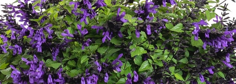 Salvia: Hummingbird Falls - J.P. Bartlett's Wholesale Greenhouse
